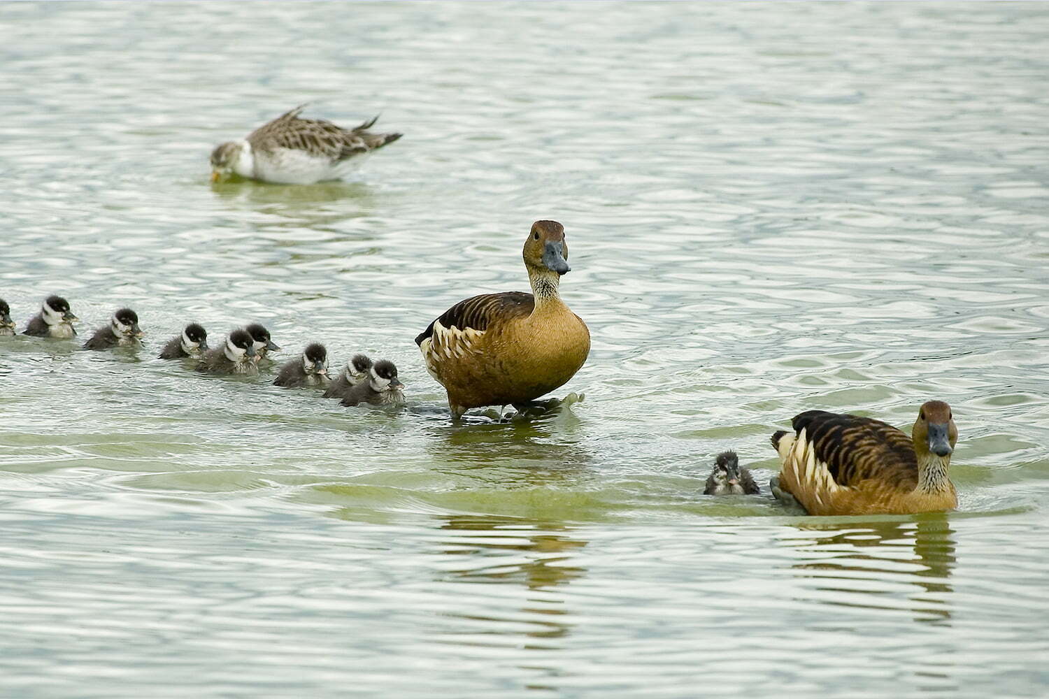 Eerst broedgeval Gele / Rosse Fluiteend - Agrarisch Natuurfonds Fryslân