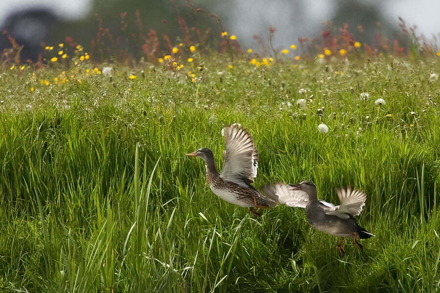 ‘Krakende’ krakeend - Agrarisch Natuurfonds Fryslân