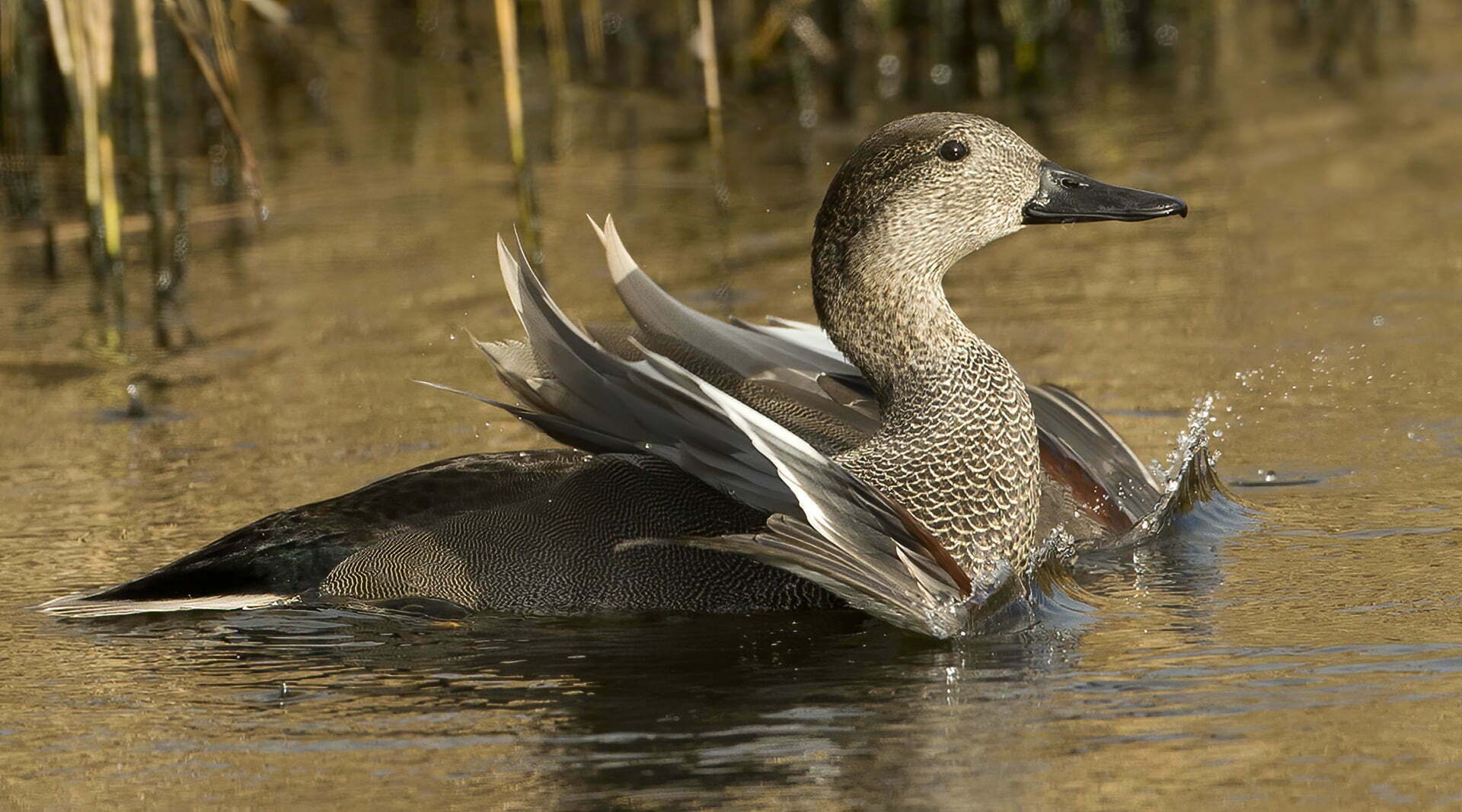 ‘Krakende’ krakeend - Agrarisch Natuurfonds Fryslân