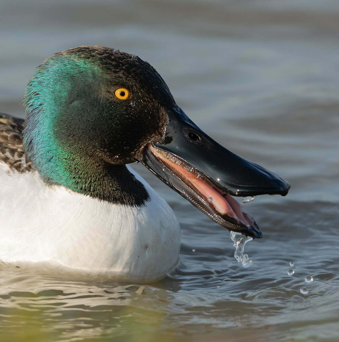 Slobberende slobeend - Agrarisch Natuurfonds Fryslân