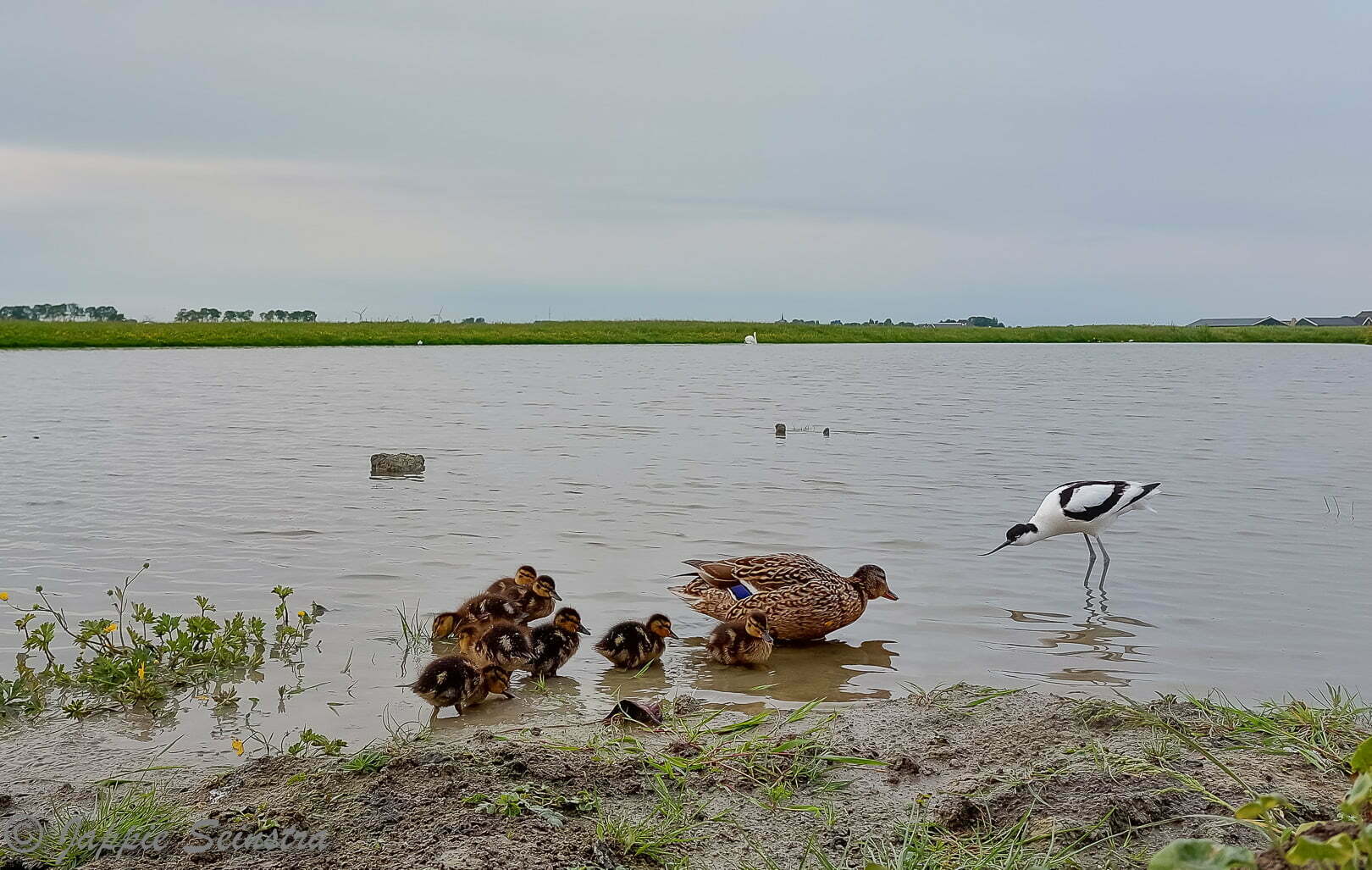 Gewilde wilde eend - Agrarisch Natuurfonds Fryslân