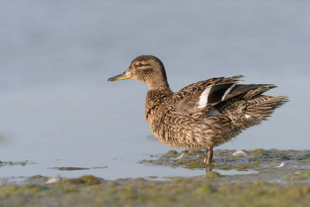 Gewilde wilde eend - Agrarisch Natuurfonds Fryslân