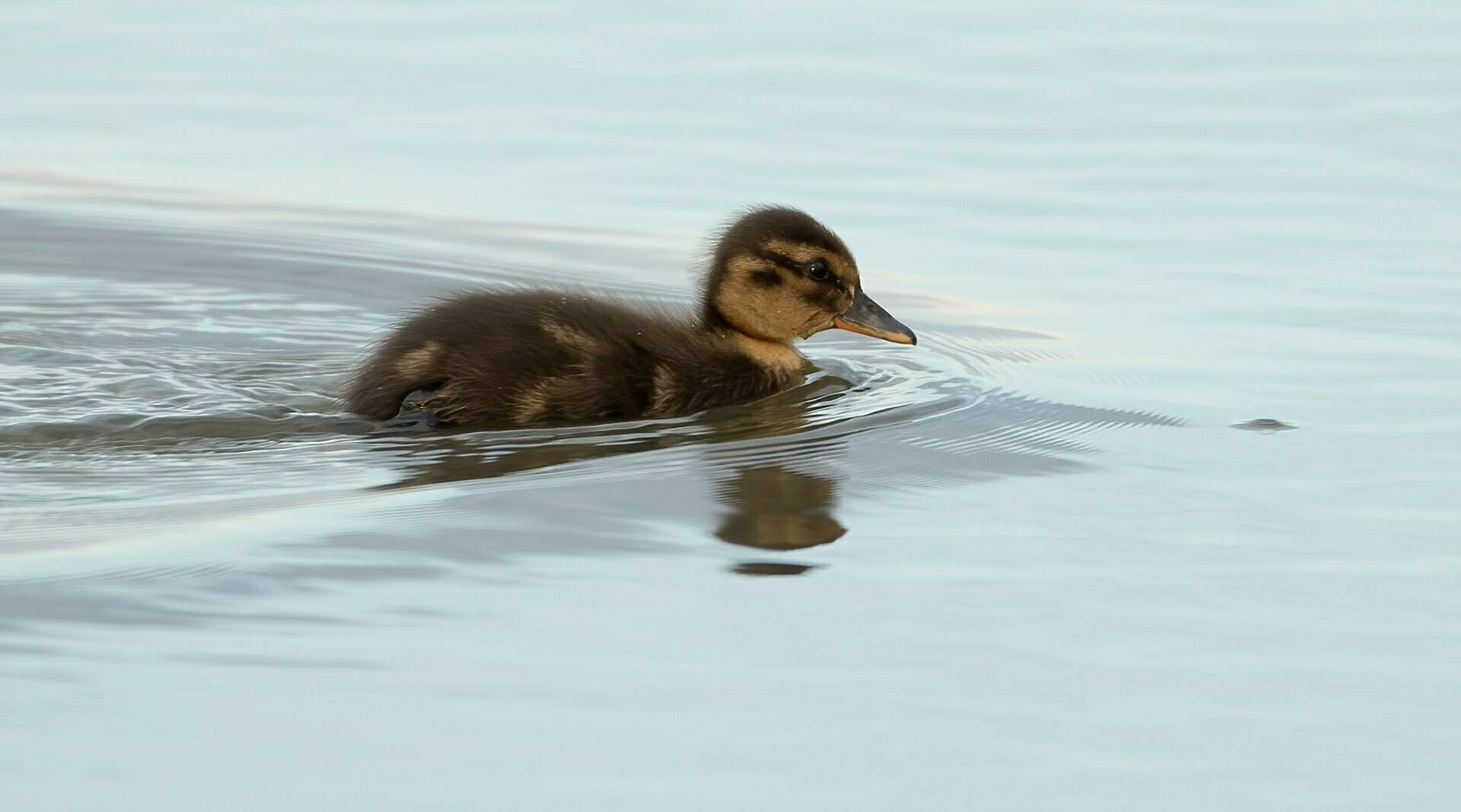 Gewilde wilde eend - Agrarisch Natuurfonds Fryslân