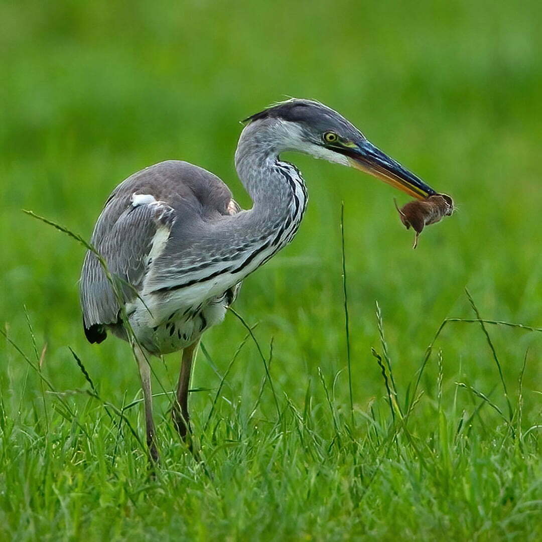 Bedreven blauwe reiger - Agrarisch Natuurfonds Fryslân