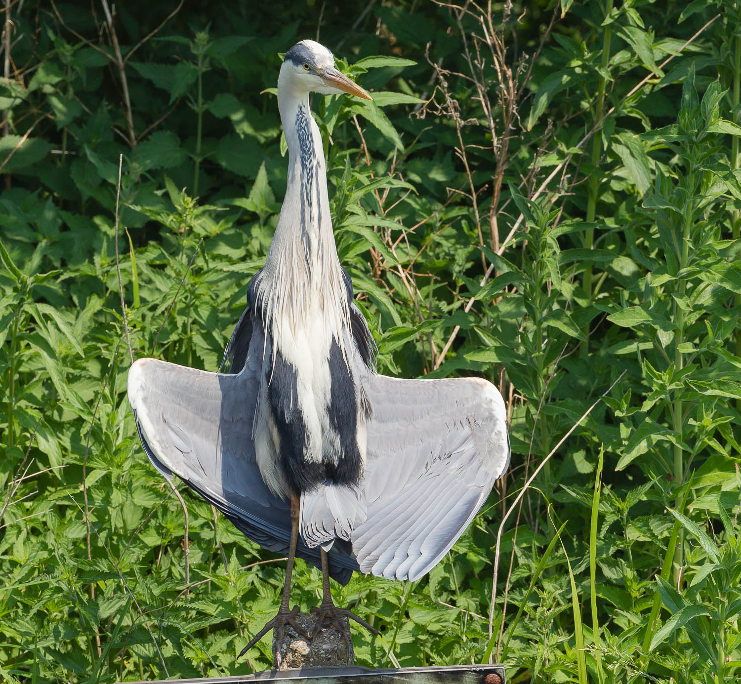 Bedreven blauwe reiger - Agrarisch Natuurfonds Fryslân