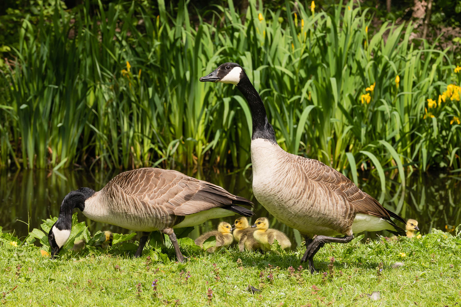 Canadese gans, leeft op grote voeten - Agrarisch Natuurfonds Fryslân