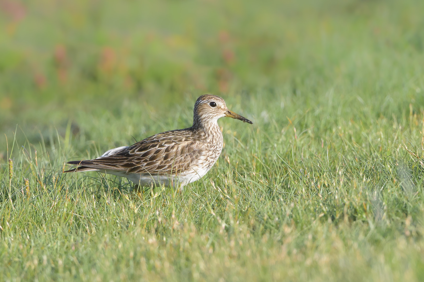 Gestreepte strandloper als dwaalgast - Agrarisch Natuurfonds Fryslân