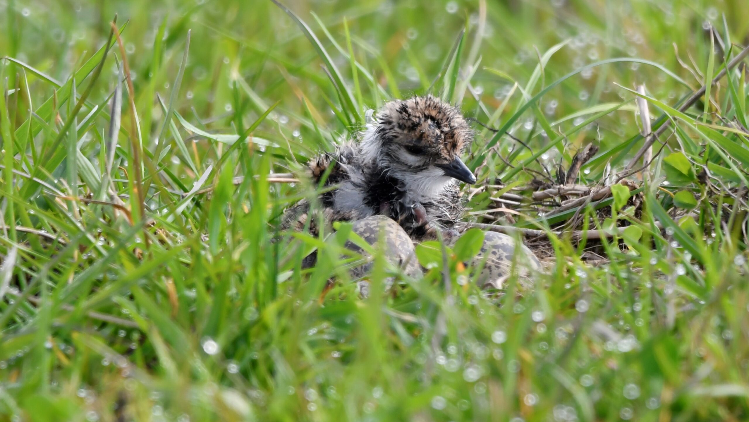 Ljippelân Workum van start - Agrarisch Natuurfonds Fryslân